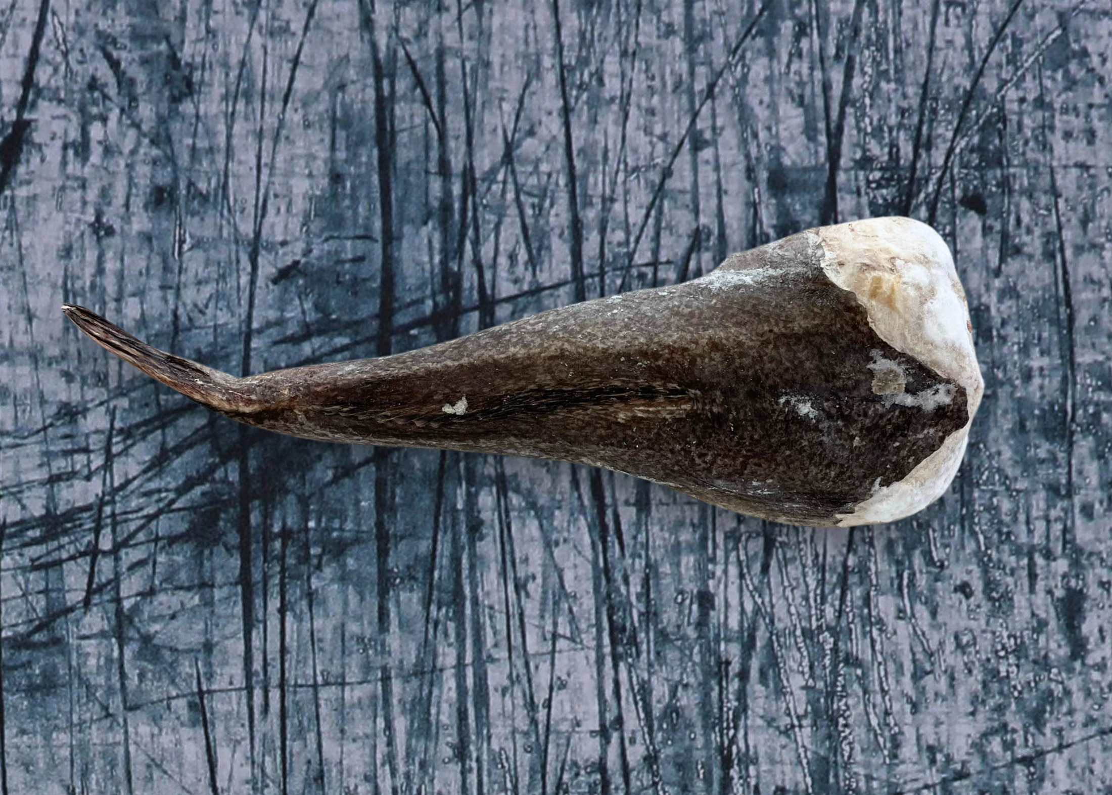 Frozen Dressed Monkfish – Sanford and Sons Frozen