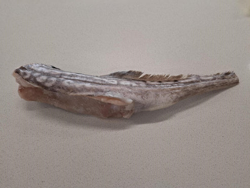 Frozen Whole Ghost Shark - Dressed – Sanford and Sons Frozen